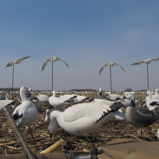 Cupped and Committed Snow goose-Three pack – Heavy Hauler Outdoor Gear