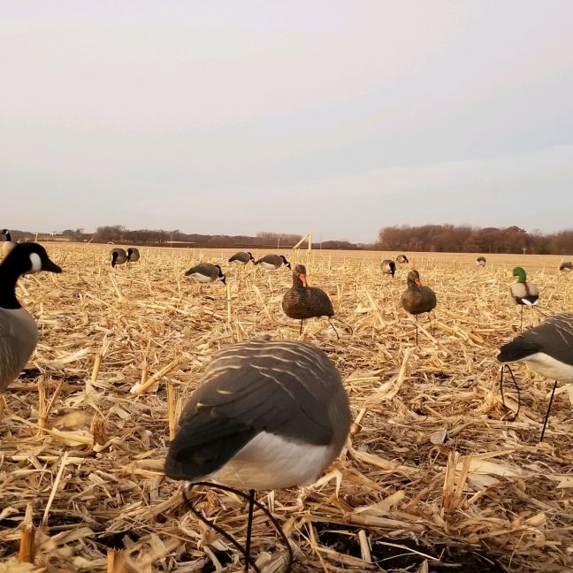 Big Honker Full size Canada goose–Feeder pack Painted head – Heavy ...