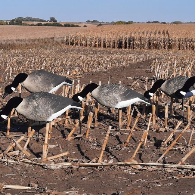 Big Honker Full size Canada goose Feeder pack Flocked Head – Heavy ...